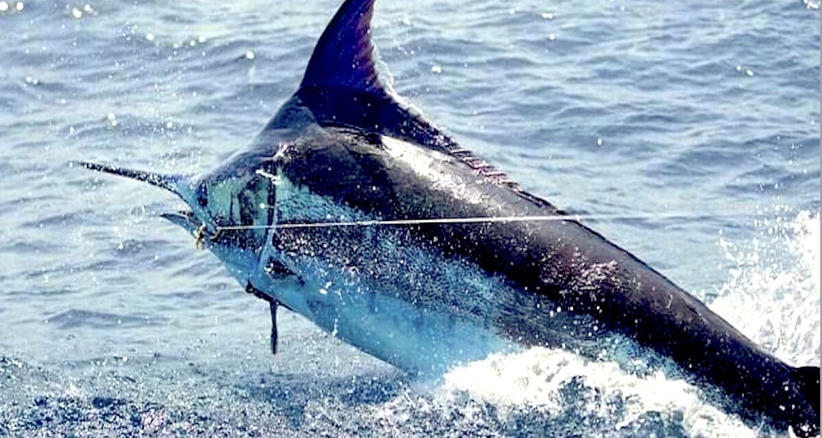 Blu Marlin a Capoverde; Boavista migliore Hot Spot di Capoverde